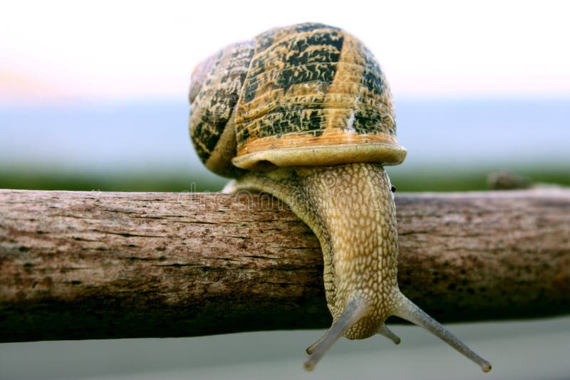 A Snail on the Top of a Stick Stock Photo - Image of isolated, closeup ...
