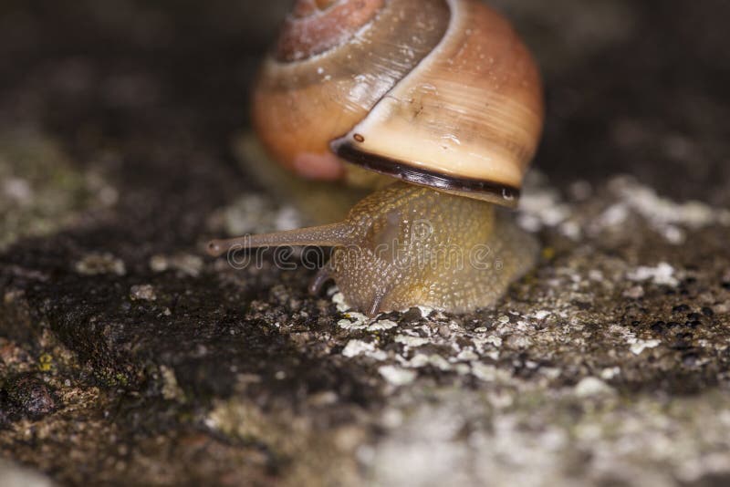 Head of snail stock photo. Image of brown, escape, garden - 100357672
