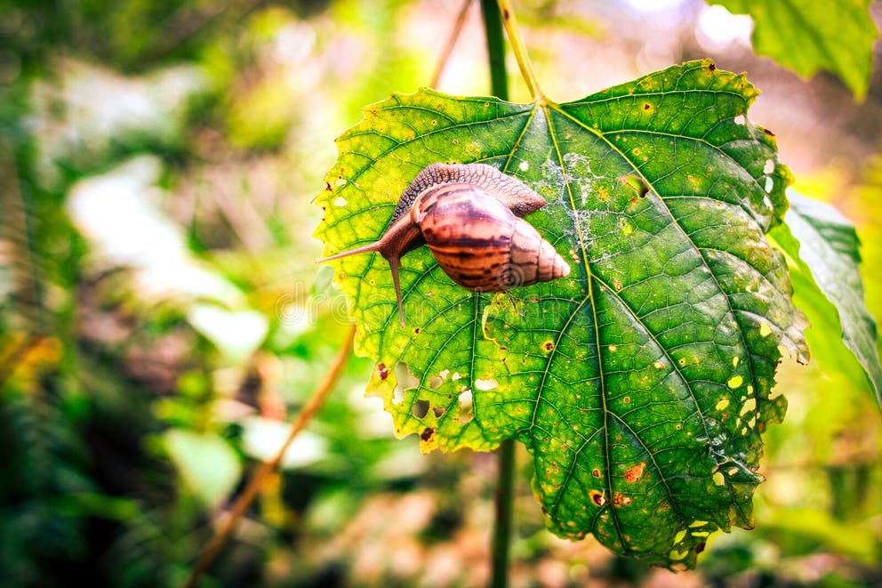 Snail stock photo. Image of edible, leaf, animal, perched - 295201558