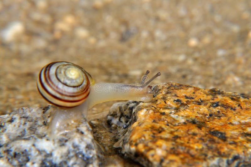 Snail on the stone stock image. Image of animal, france - 15670425