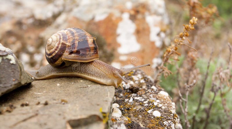 Snail on stone stock photo. Image of shell, close, macro - 24124074