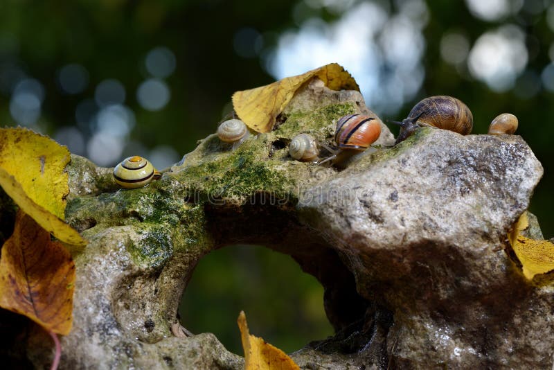 Snail stone stock image. Image of crawl, nature, closeup - 28460401