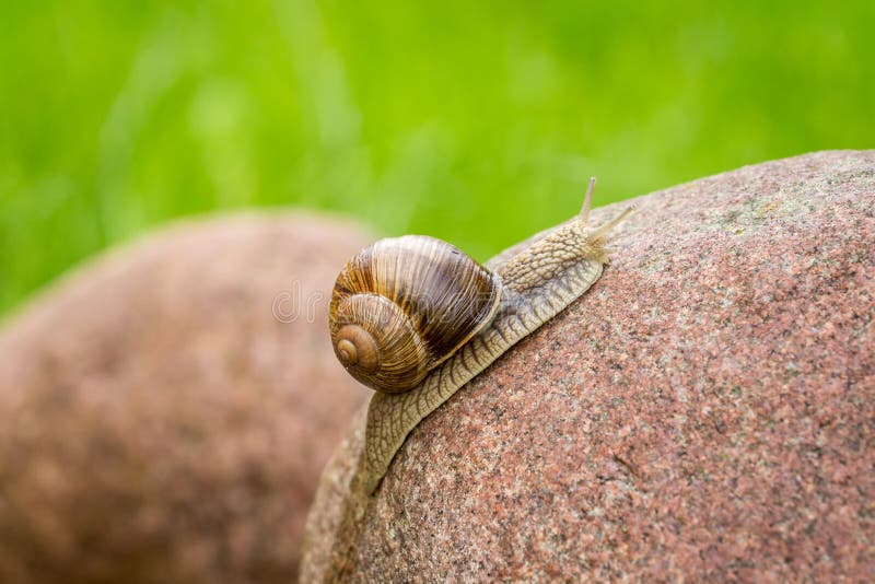 Snail on a stone stock image. Image of slippery, closeup - 31332939