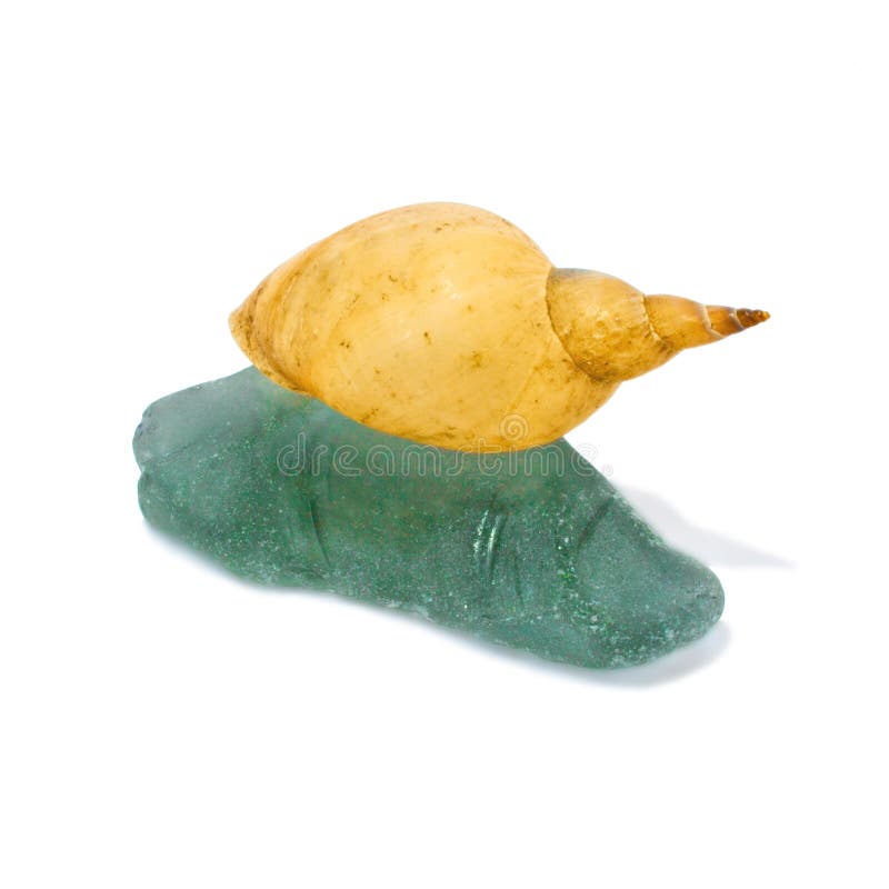 Snail on the stone stock photo. Image of brown, color - 58866300