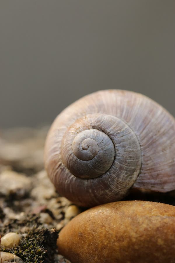 Snail and stone stock image. Image of nature, background - 38355213