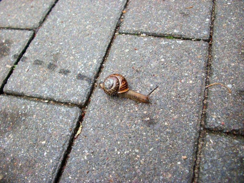 The snail stock image. Image of small, insect, zoology - 31628895