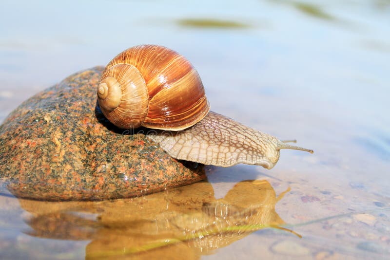 Snail on a stone stock image. Image of macro, armor, shell - 73938103