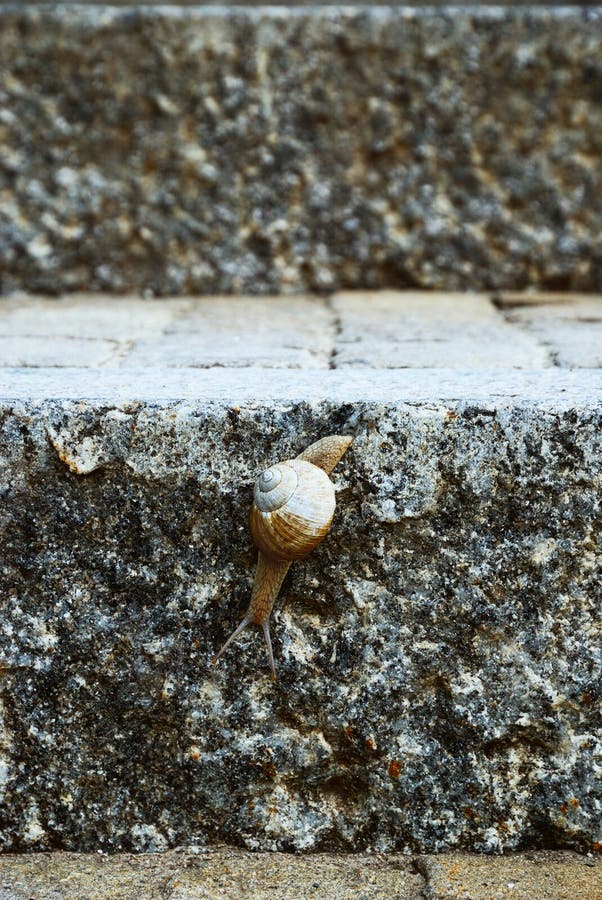 Snail on the stone stairs stock photo. Image of mollusc - 36560826