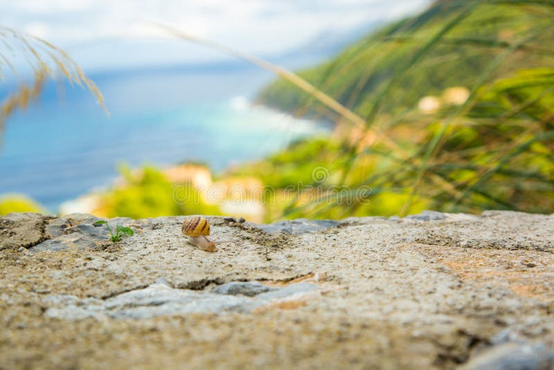 Snail on Stone, Tramuntana, Mallorca Stock Image - Image of coast ...
