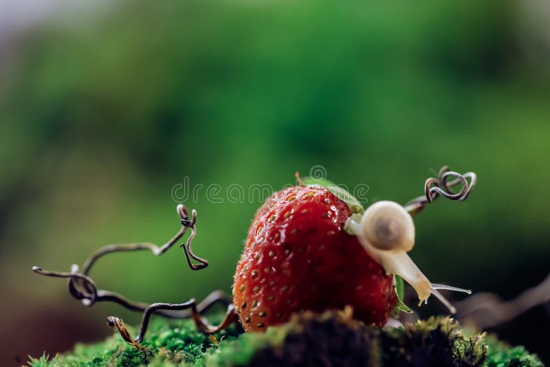 Snail on the Strawberry stock photo. Image of plant - 150842314