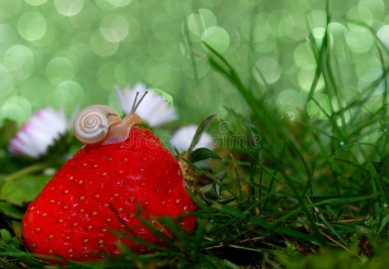 Snail On Strawberry Picture. Image: 82962309