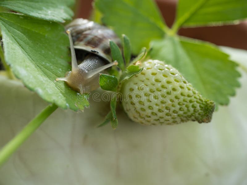 Snail in a Strawberry Plant Stock Photo - Image of garden, pomatia ...