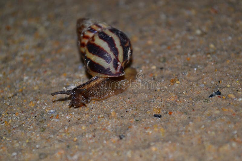 Snail Stretching Out from Striped Shell Stock Photo - Image of moving ...