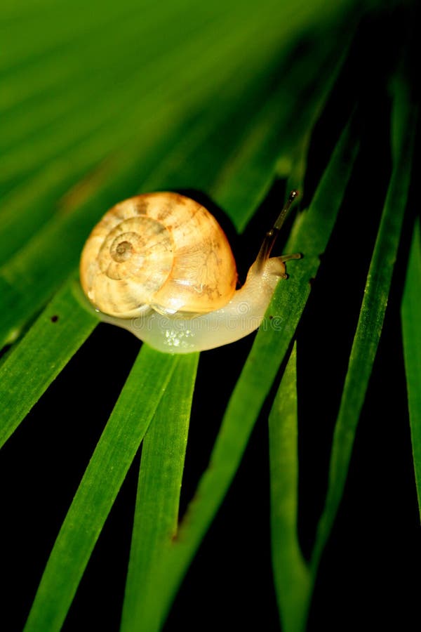 Snail stock image. Image of fledged, feathers, biology - 99896727