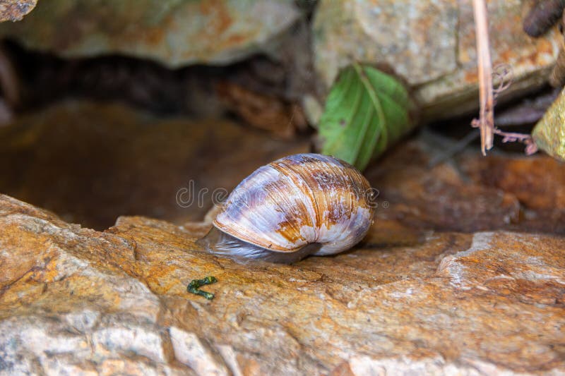 Snail stuck on a rock stock image. Image of environment - 352478971