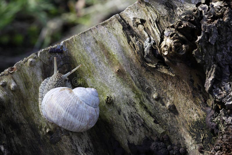 Snail on stump stock image. Image of slippery, invertebrate - 24404345