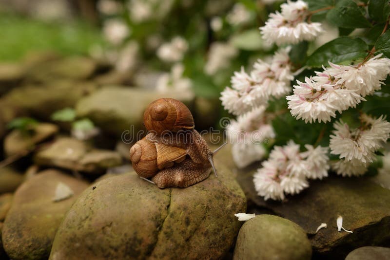 Snail on the stump stock photo. Image of pest, motion - 58249326