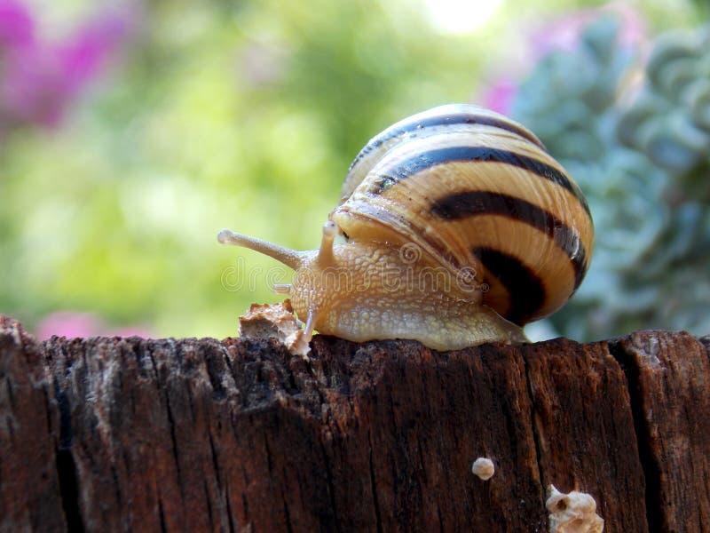 Snail on the stump stock photo. Image of snail, nature - 124530198