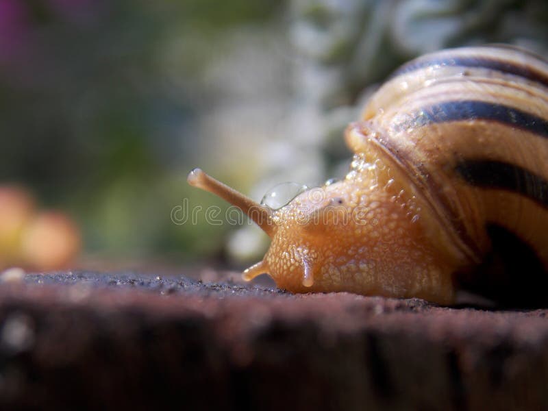 Snail on the stump stock photo. Image of snail, nature - 124530198
