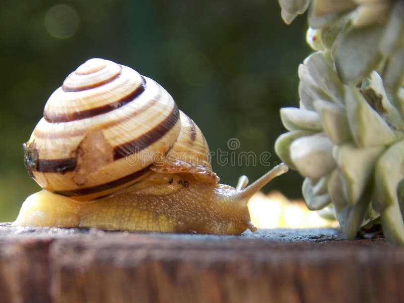 Snail on the stump stock image. Image of nature, leaf - 124530299
