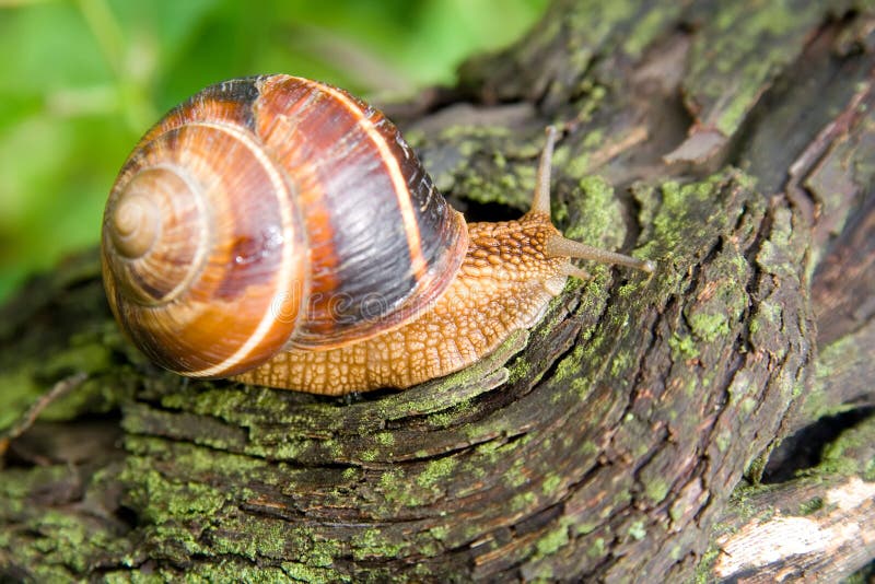 Snail in the rain stock image. Image of close, woman - 14415207