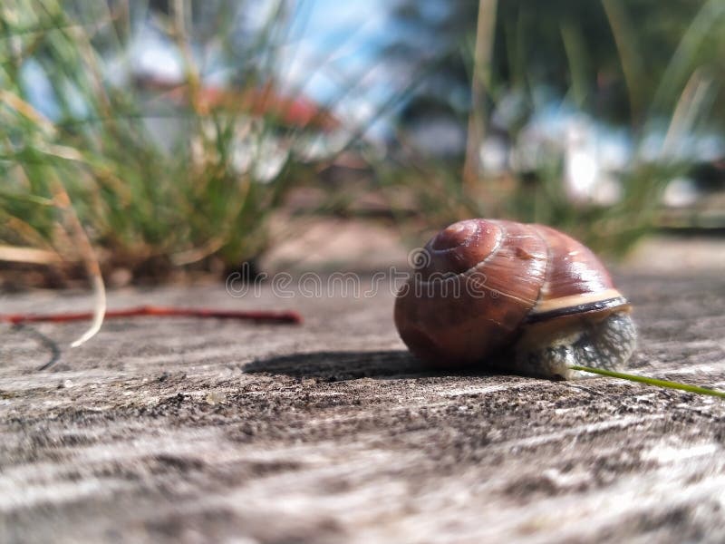 Snail and sun stock photo. Image of food, autumn, produce - 228781642