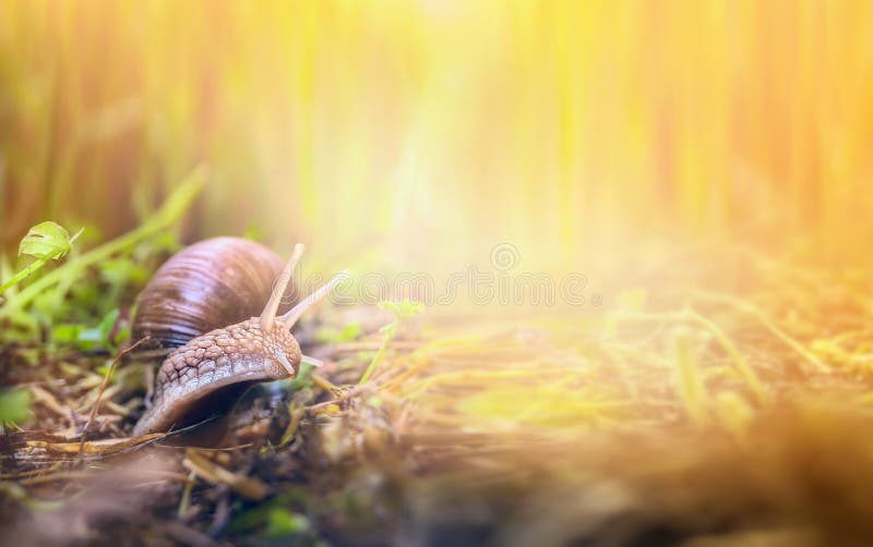 Sunny Snail with Enchanting Bokeh on Freesia Stock Image - Image of ...