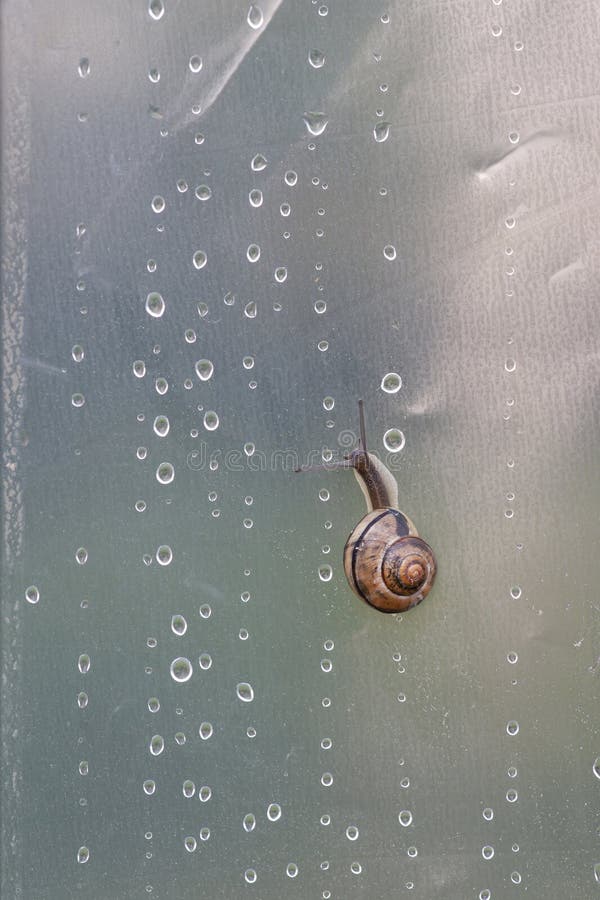 Snail on Surface with Drops of Water Stock Image - Image of crawling ...