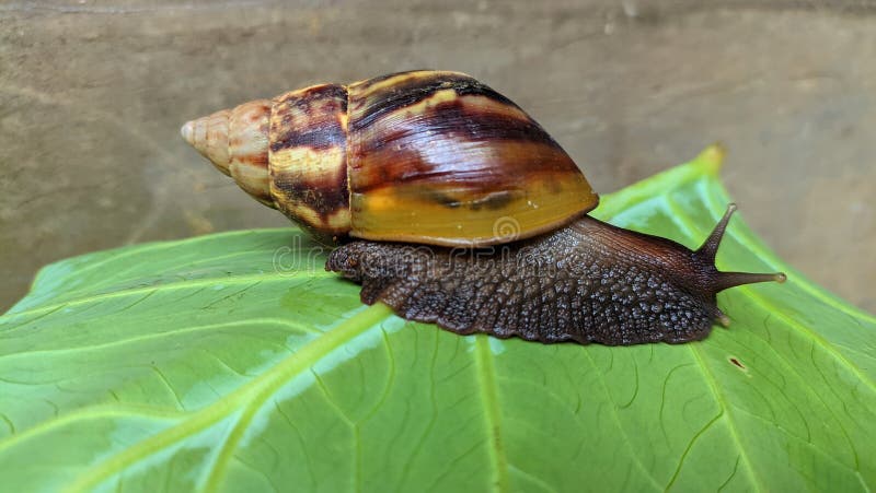 Taro Leafsnails Stock Photos - Free & Royalty-Free Stock Photos from ...