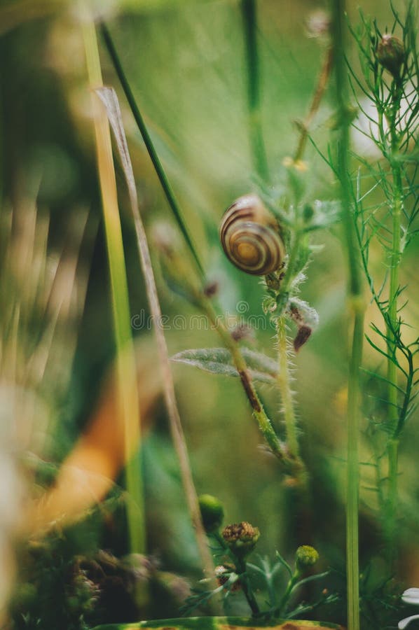 Snail surrounded by plants stock image. Image of shell - 104427229