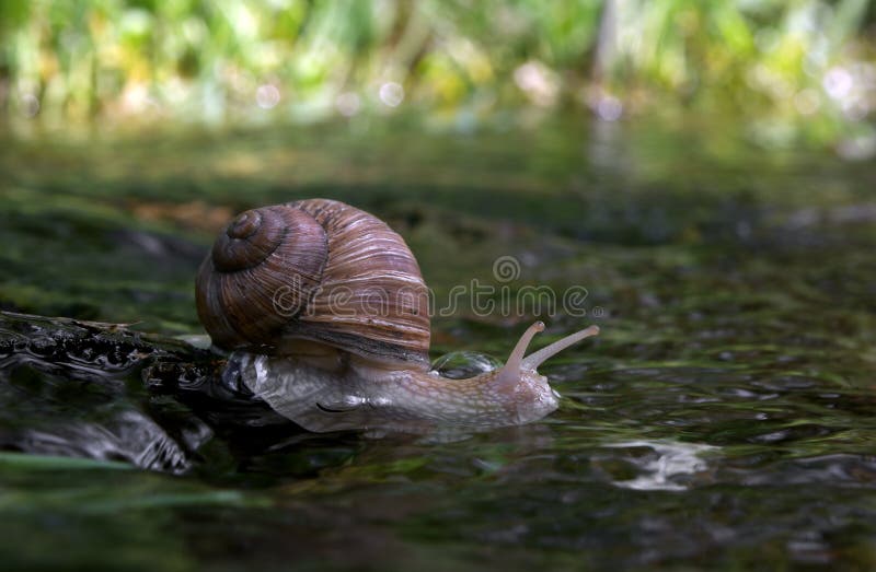 Sea Snail Swimming In The Shallow Water On The Beach Stock Image ...