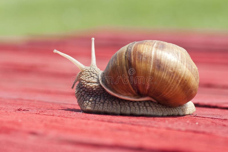 Snail stock photo. Image of botany, flora, food, field - 36554136