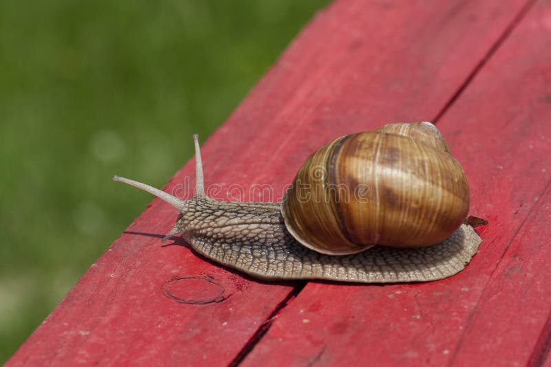 Snail stock photo. Image of antenna, isolated, plant - 36554164