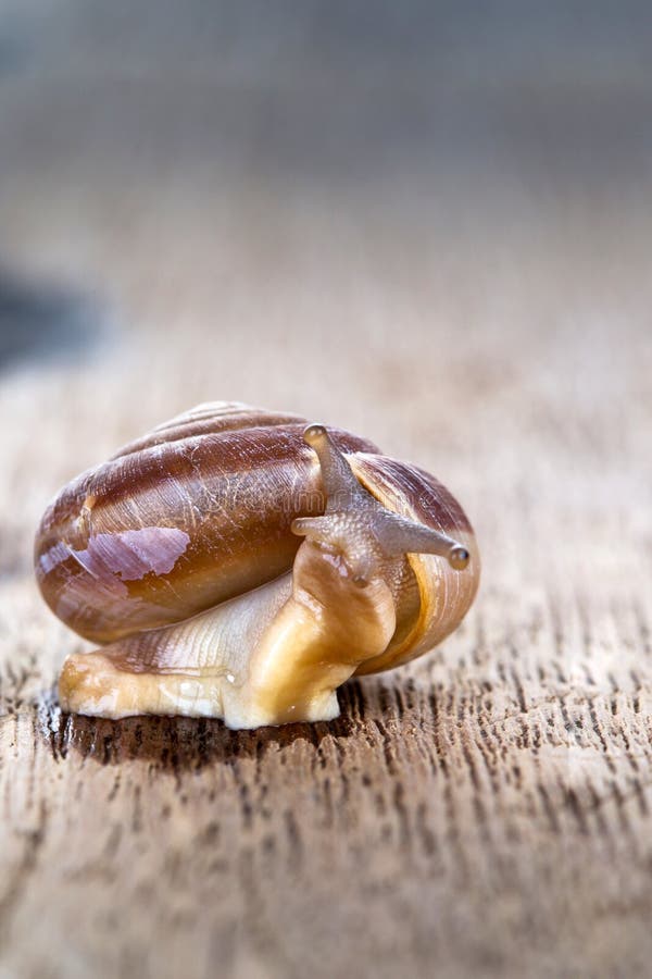 Snail on the table stock image. Image of crawling, brown - 47843265