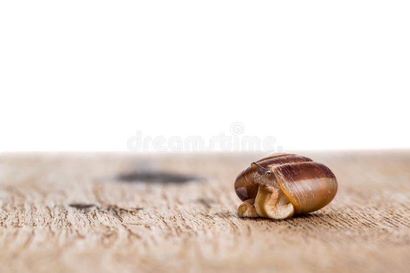 Snail on the table stock image. Image of closeup, fresh - 47843271