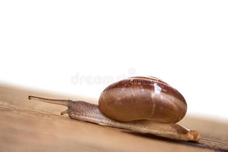 Snail on the table stock photo. Image of motion, invertebrate - 47843354