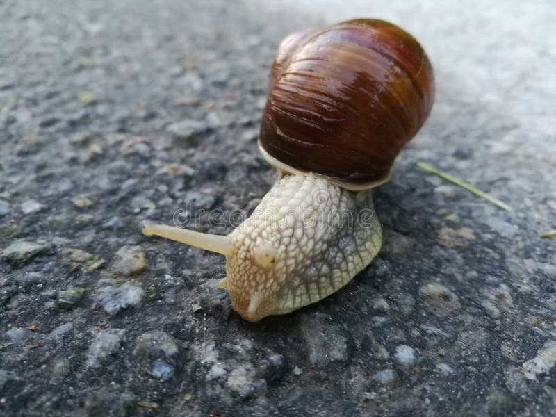 Racingsnail Stock Photos - Free & Royalty-Free Stock Photos from Dreamstime