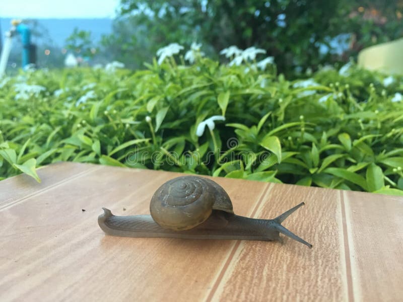 Snail stock photo. Image of snailthai, herb, sukjai, grass - 80051338