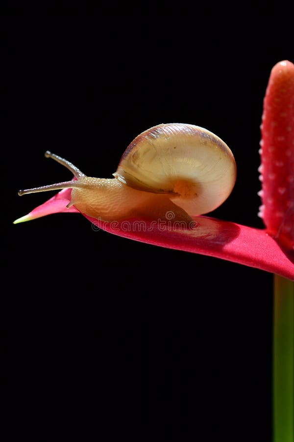 Malayan Snail-eating Turtle Stock Photo - Image of wildlife, indonesia ...