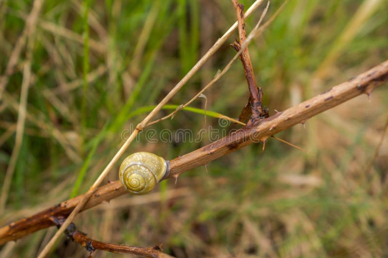 A snail on a thorny branch stock photo. Image of crawl - 277940016