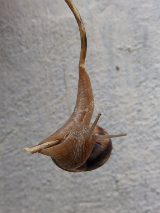 A snail on a thread stock image. Image of wild, fauna - 42585557
