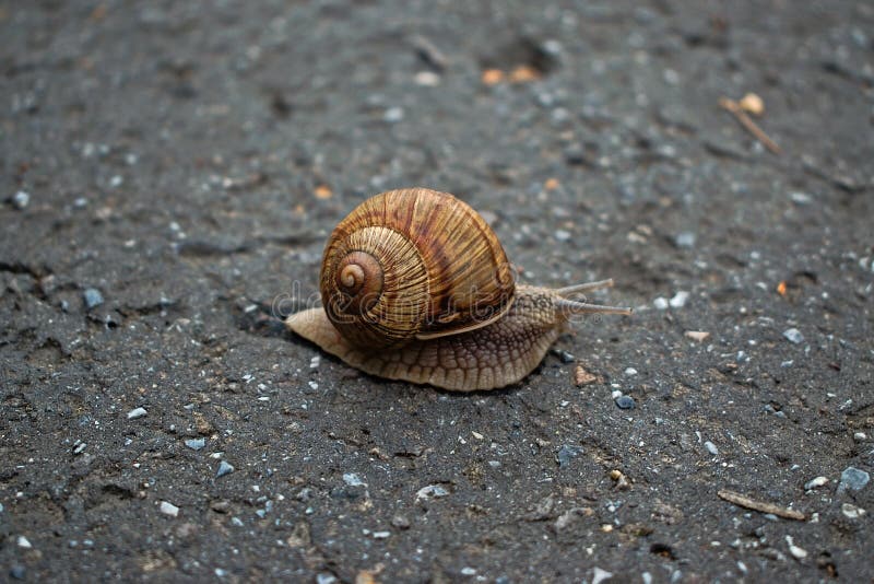 Snail Time stock image. Image of brown, animal, closeup - 77201505