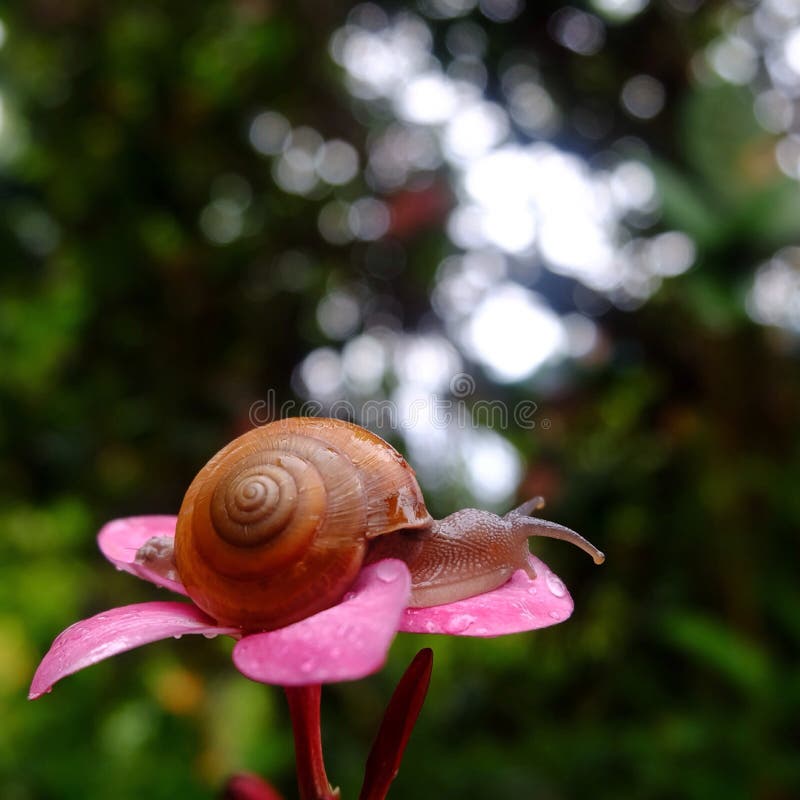 Snail stock image. Image of flower, nature, floral, pink - 55399865