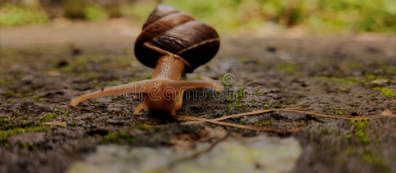 Snail too slow stock photo. Image of walking, snail - 289921108