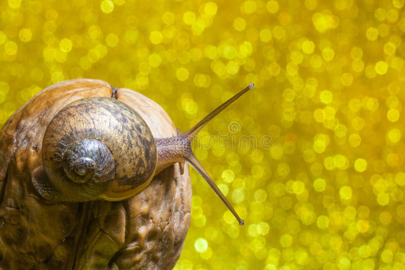 Snail on the Top of the Nut from Above Stock Photo - Image of molluscs ...