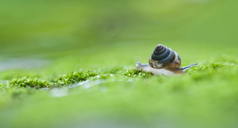 Snail Track stock photo. Image of forest, grass, cute - 25737054