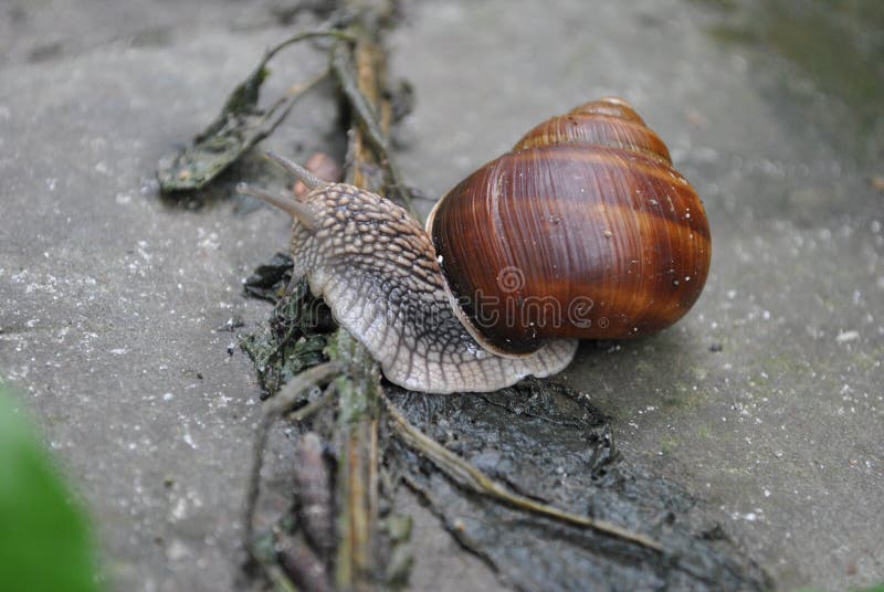 Snail on track stock photo. Image of immersed, liquids - 54631320