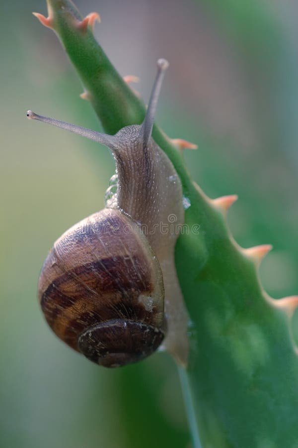 Snail Trail stock image. Image of delicacy, closeup, gourmet - 839739