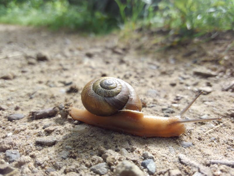 Snail Trail On Asphalt, Single Snail. Stock Photo - Image of snail ...