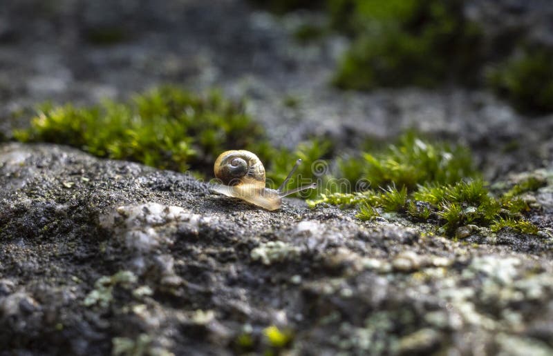 Snail Traverses a Rocky Forest Wall Stock Photo - Image of trail ...
